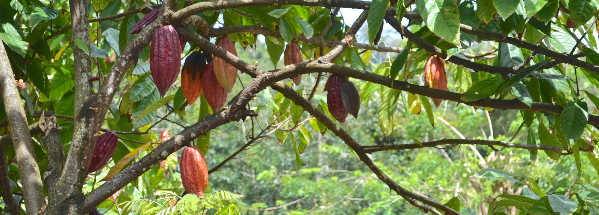 The Cocoa Tree – Schoko Chocolates